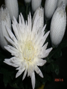 Disbud Anastasia White - Flower Flow