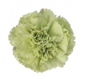 Prado Mint - Flower Flow